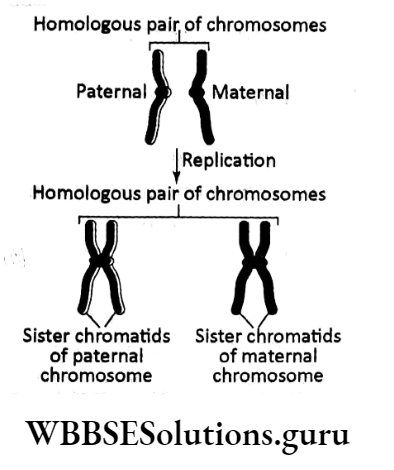 WBBSE Class 10 Life Science Model Question Paper 2023 Set 2 - WBBSE Solutions