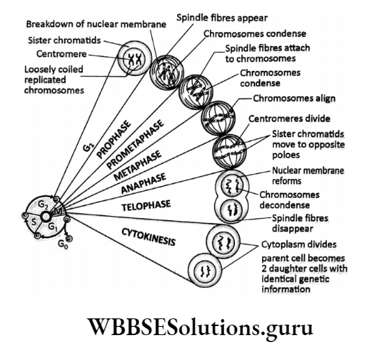 WBBSE Solutions For Class 10 Life Science Chapter 2 Cell Division And ...
