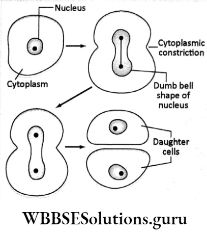WBBSE Solutions For Class 10 Life Science Chapter 2 Cell Division And ...