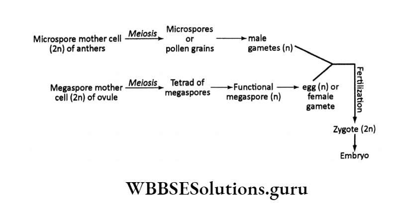Wbbse Solutions For Class 10 Life Science Chapter 2 Sexual Reproduction