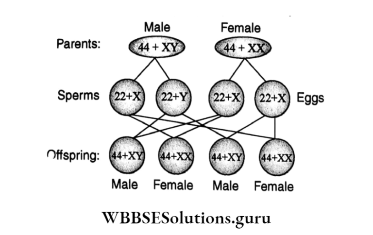 WBBSE Solutions For Class 10 Life Science Chapter 3 Heredity - WBBSE ...