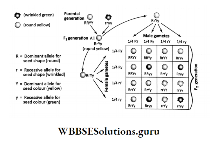 WBBSE Solutions For Class 10 Life Science Chapter 3 Heredity - WBBSE ...