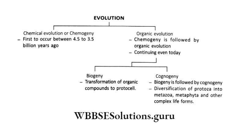 WBBSE Solutions For Class 10 Life Science Chapter 4 Evolution - WBBSE ...