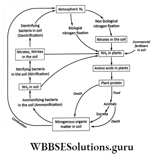 WBBSE Solutions For Class 10 Life Science Chapter 5 Environment Its Resources And Their ...