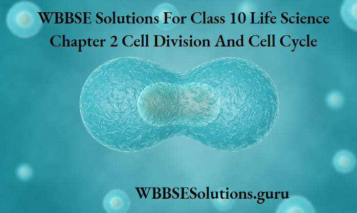 WBBSE Solutions For Class 10 Life Science Chapter 2 Cell Division And ...